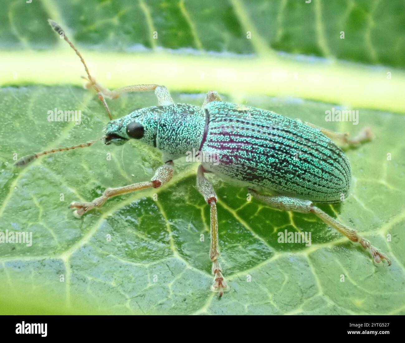 Green Immigrant Leaf Weevil (Polydrusus formosus Stock Photo - Alamy