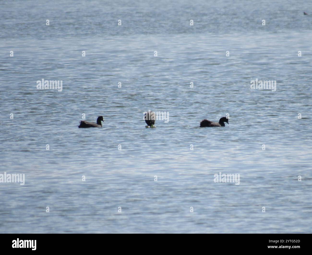 Red-knobbed Coot (Fulica cristata Stock Photo - Alamy