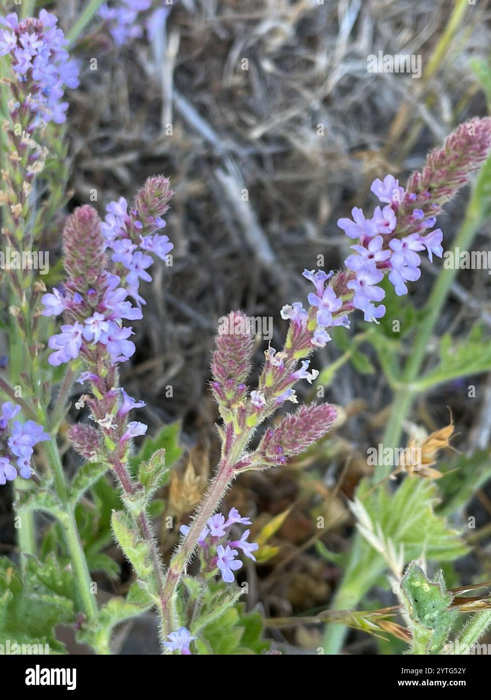 western vervain (Verbena lasiostachys Stock Photo - Alamy