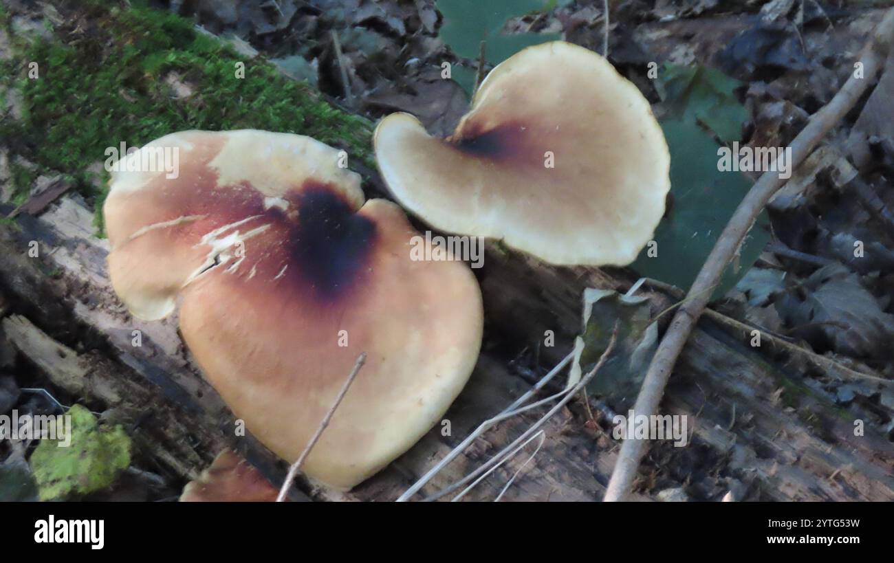The bay polypore hi-res stock photography and images - Alamy
