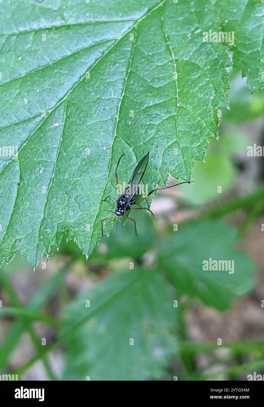 Pimpla rufipes hi-res stock photography and images - Alamy