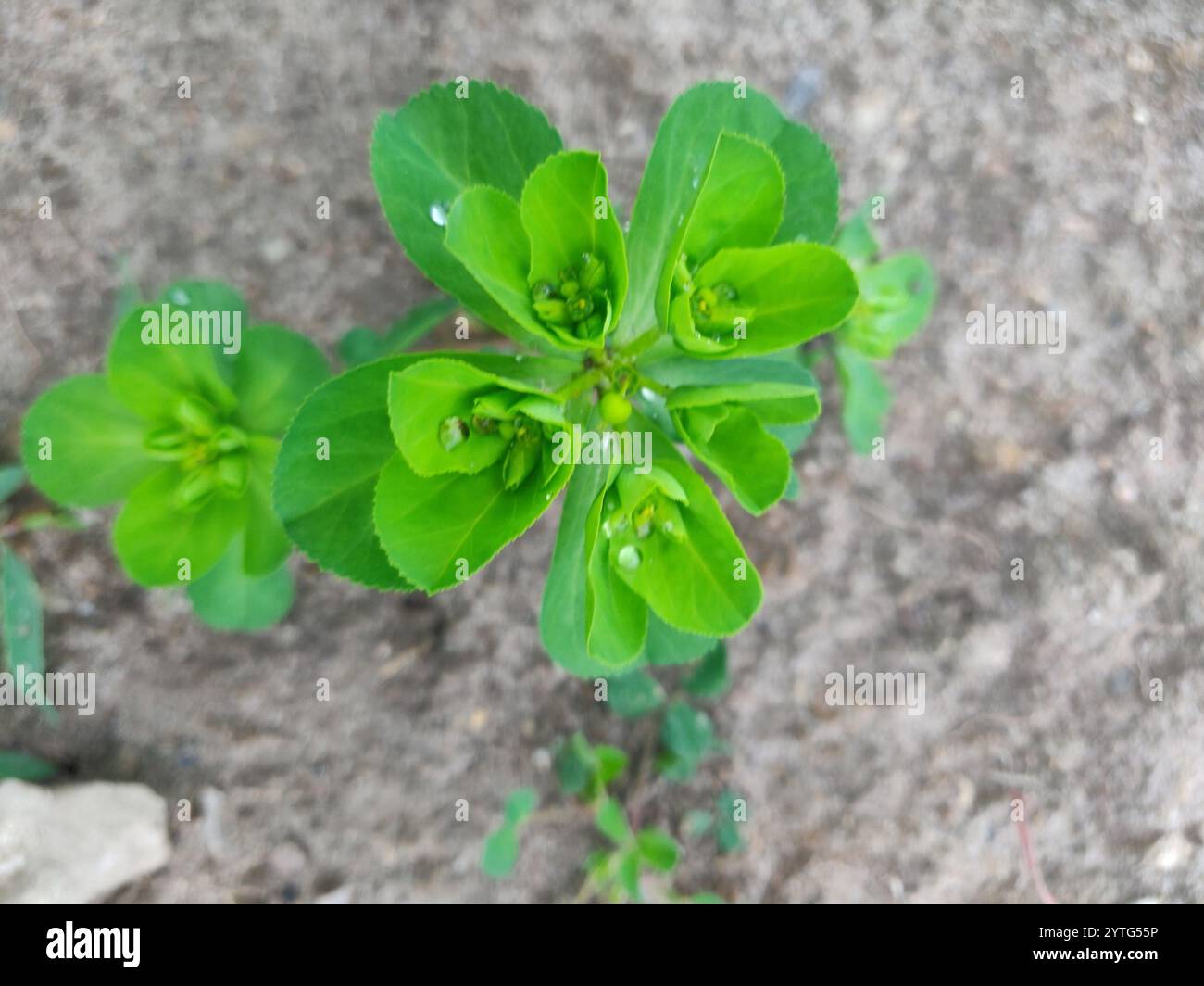 Sun spurge (Euphorbia helioscopia Stock Photo - Alamy