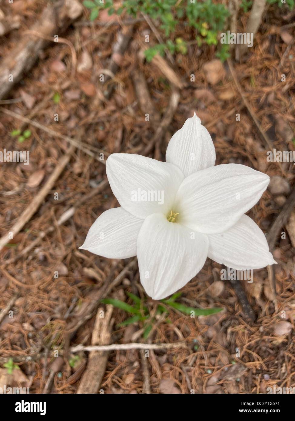 Drummond's rain lily (Zephyranthes drummondii Stock Photo - Alamy