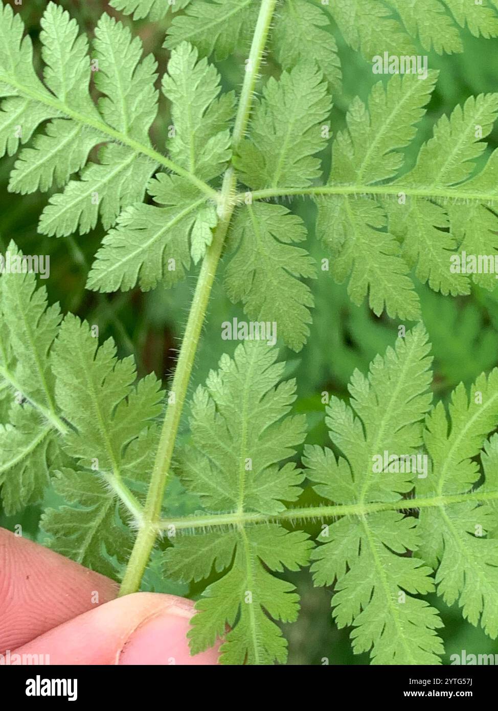sweet cicely (Myrrhis odorata Stock Photo - Alamy