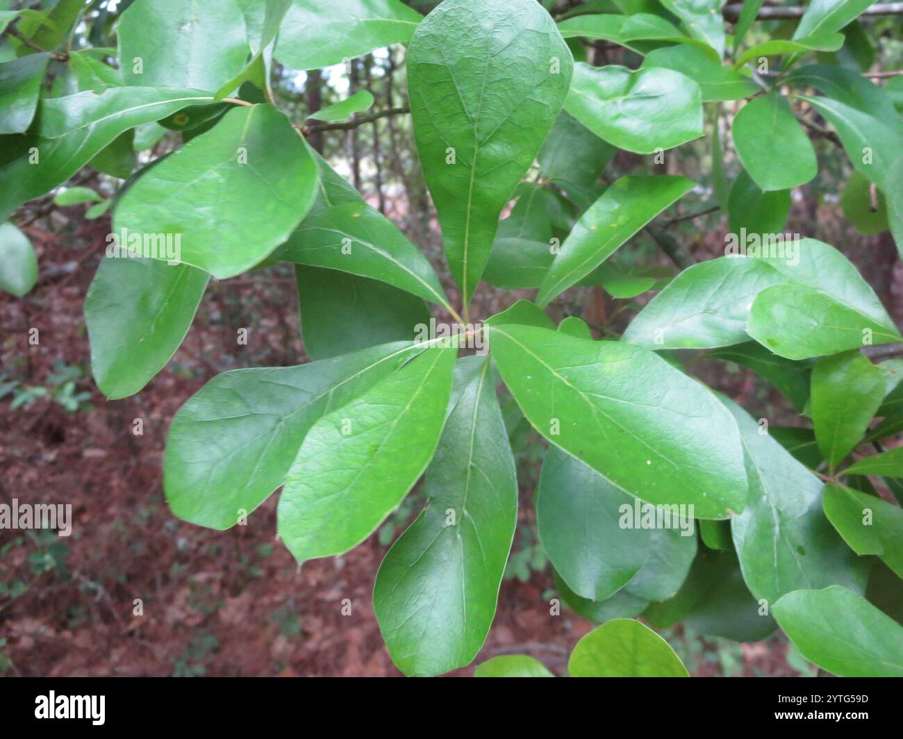 water oak (Quercus nigra Stock Photo - Alamy