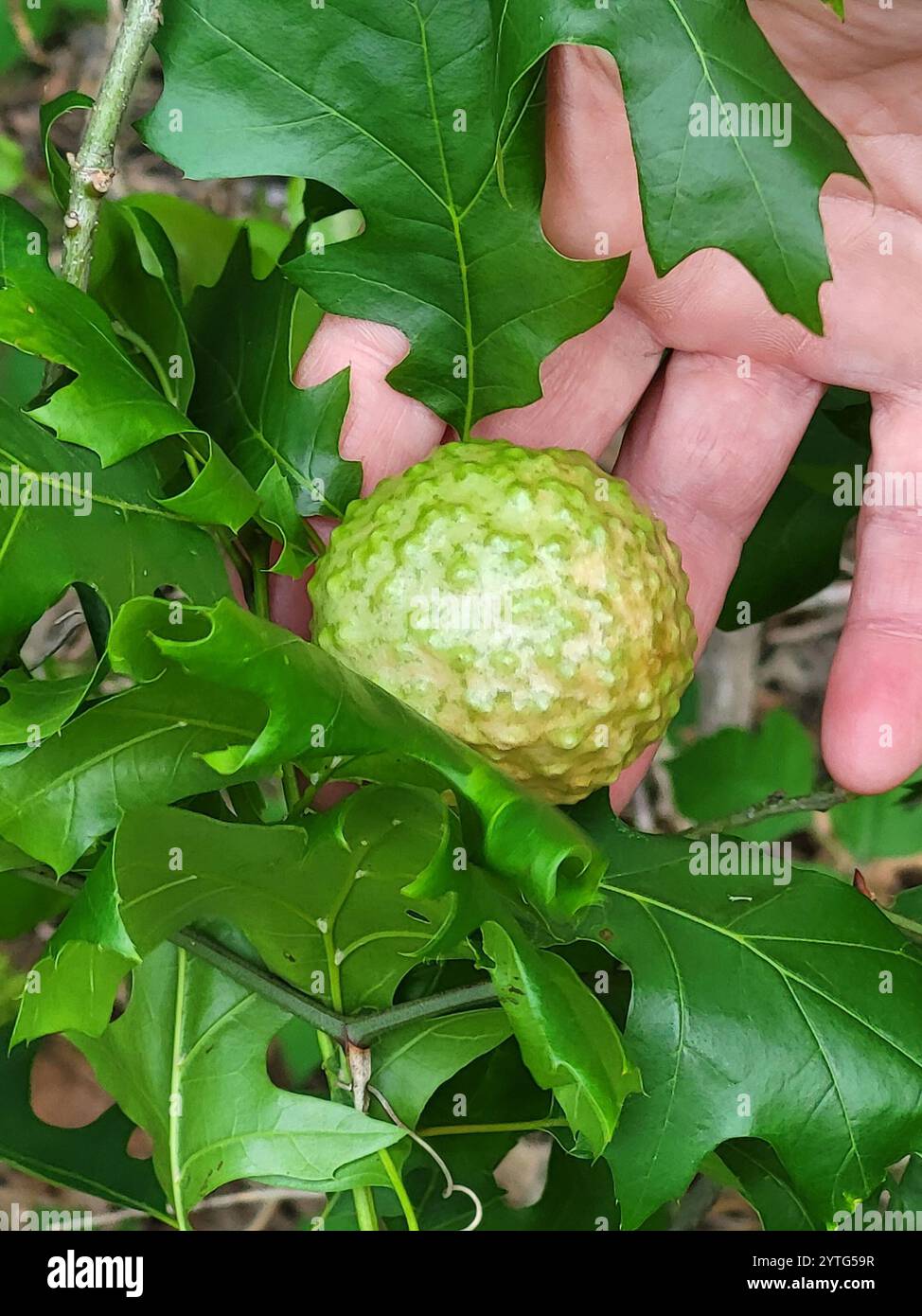Spongy Oak Apple Gall Wasp (Amphibolips confluenta Stock Photo - Alamy