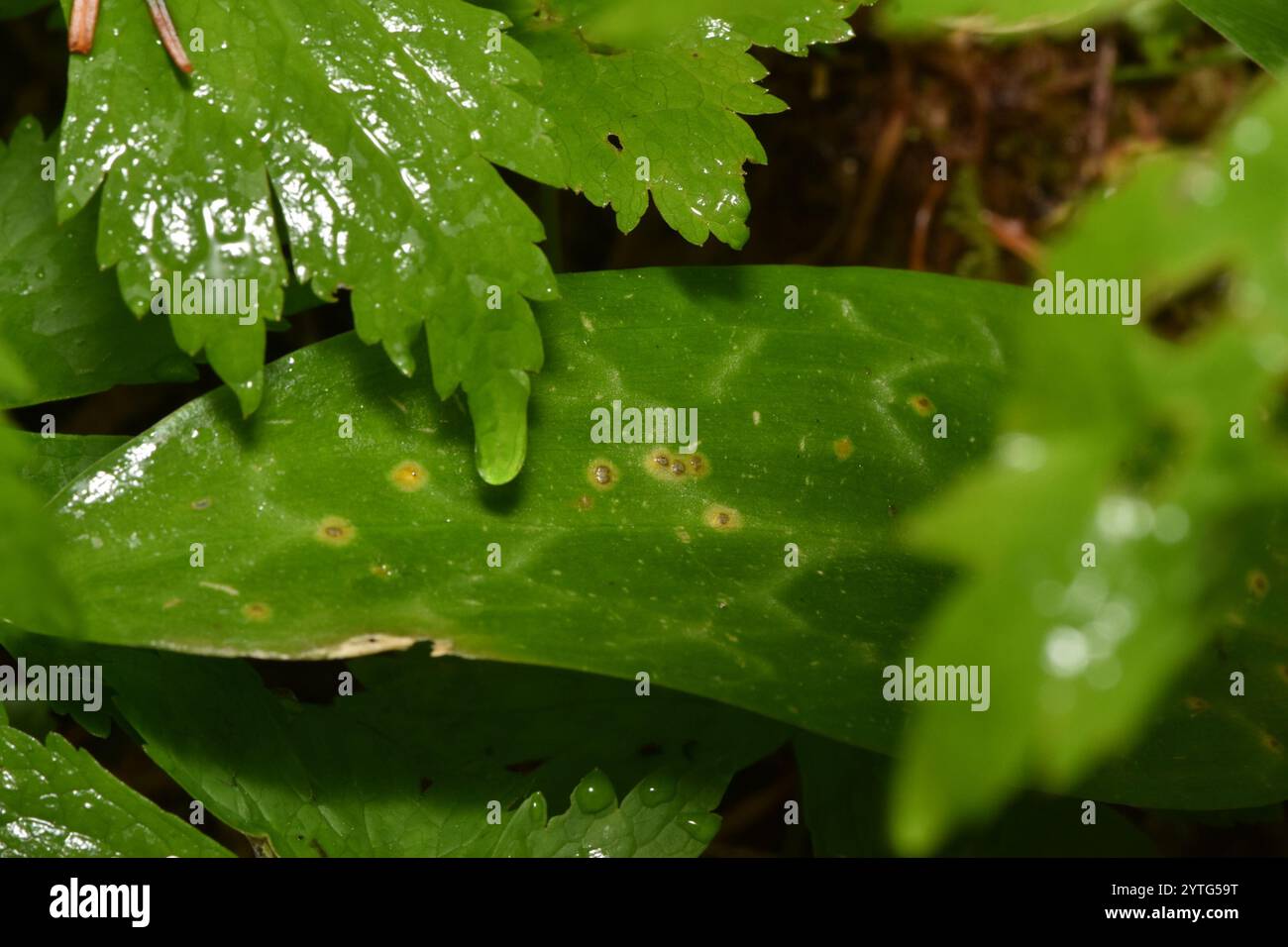 Uromyces hi-res stock photography and images - Alamy