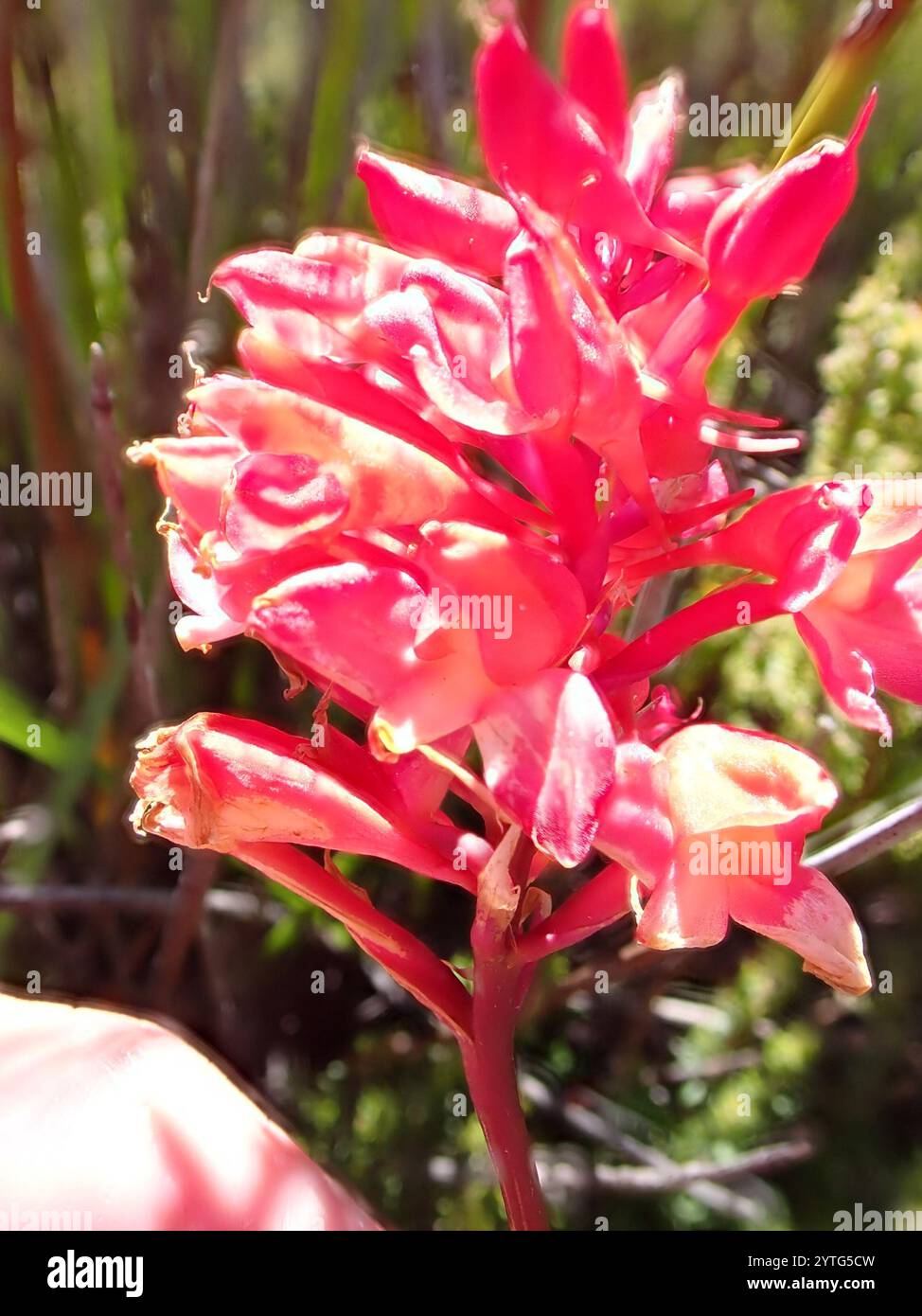 Cluster Disa (Disa ferruginea Stock Photo - Alamy