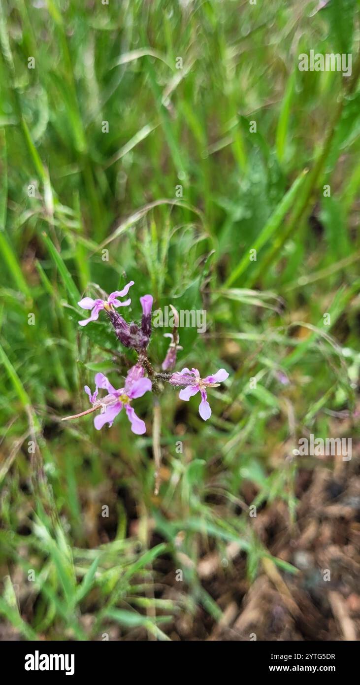 Chorispora tenella hi-res stock photography and images - Alamy
