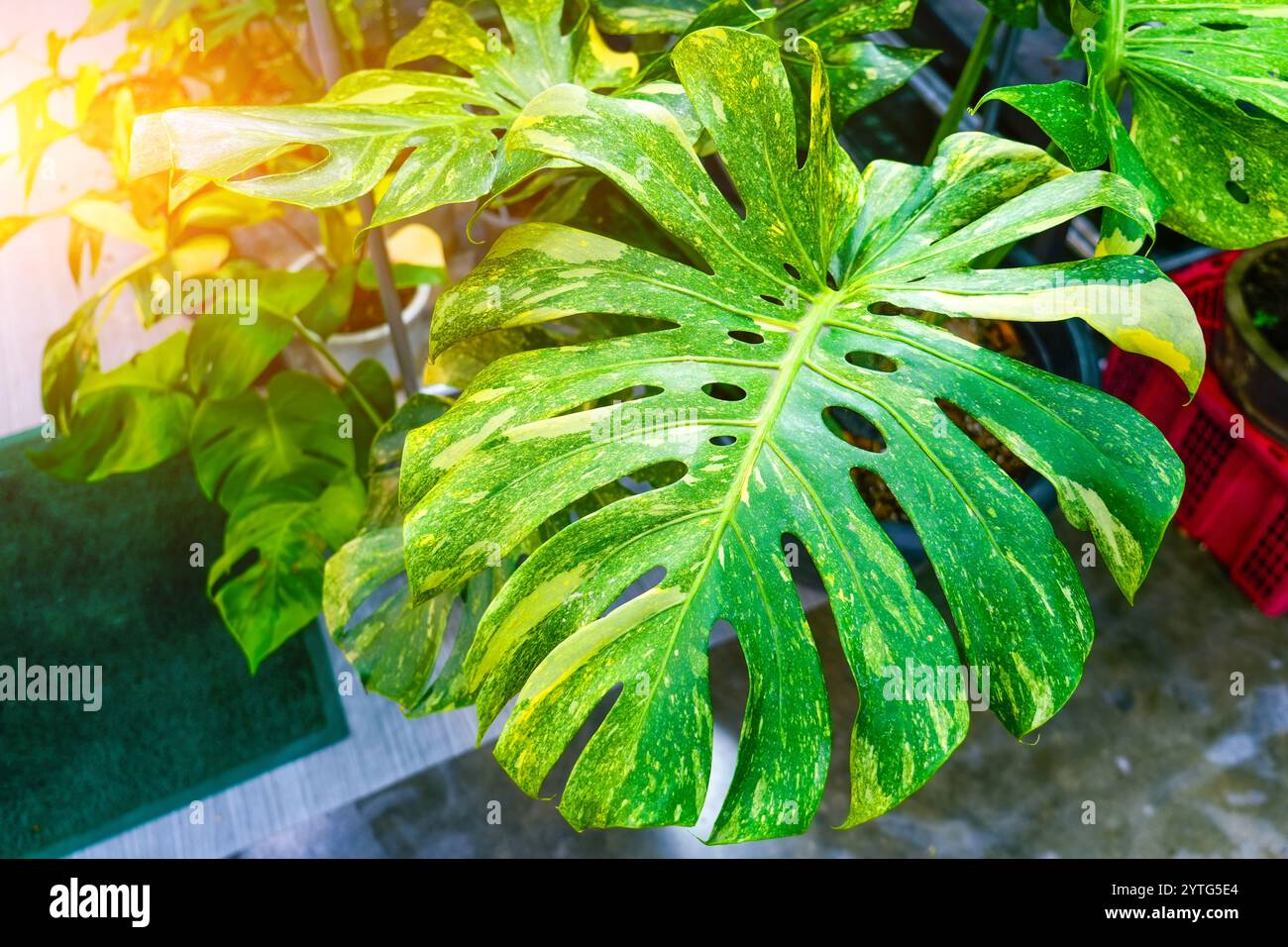 Monstera Thai Constellation Cream yellow Variegated Beautiful Foliage ...