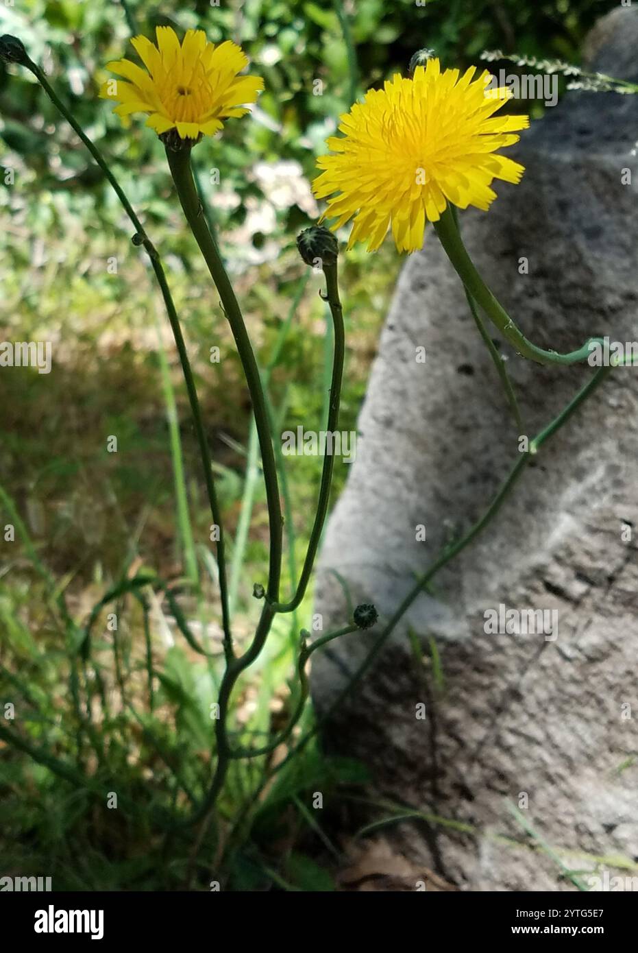 Lettuce, Chicory, Dandelion and Salsify Tribe (Cichorieae Stock Photo ...