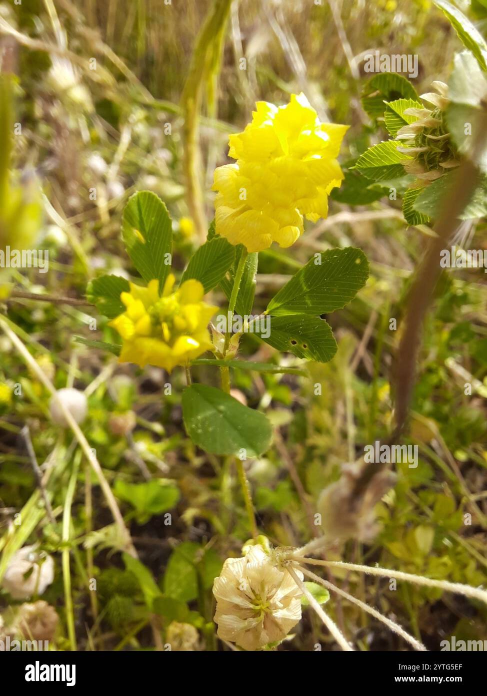 hop trefoil (Trifolium campestre Stock Photo - Alamy