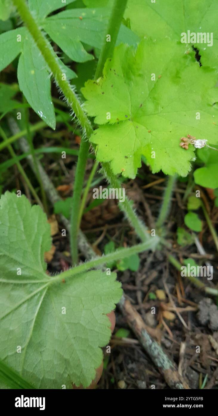 fringe cups (Tellima grandiflora Stock Photo - Alamy