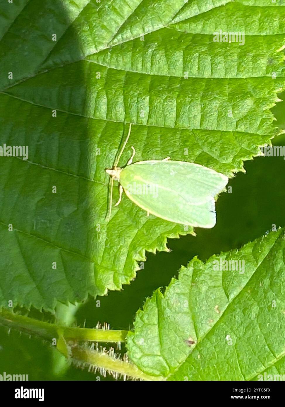 Green Oak Tortrix (Tortrix viridana Stock Photo - Alamy