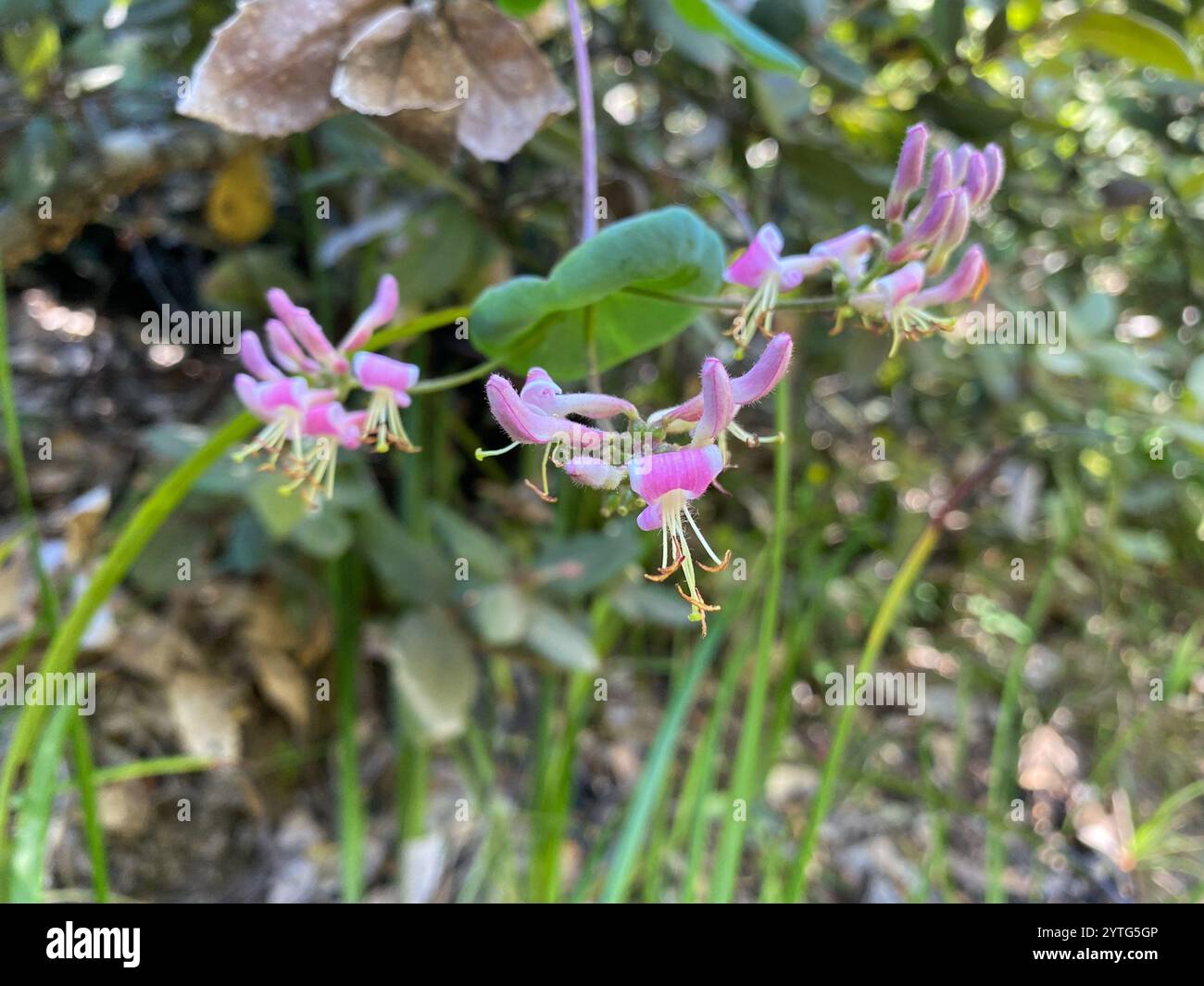 Pink Honeysuckle (Lonicera hispidula Stock Photo - Alamy