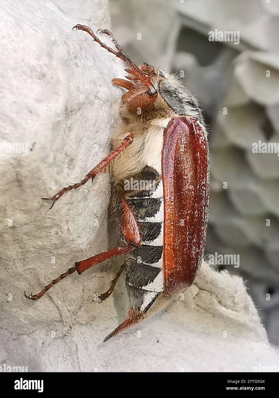 Common Cockchafer (Melolontha melolontha Stock Photo - Alamy