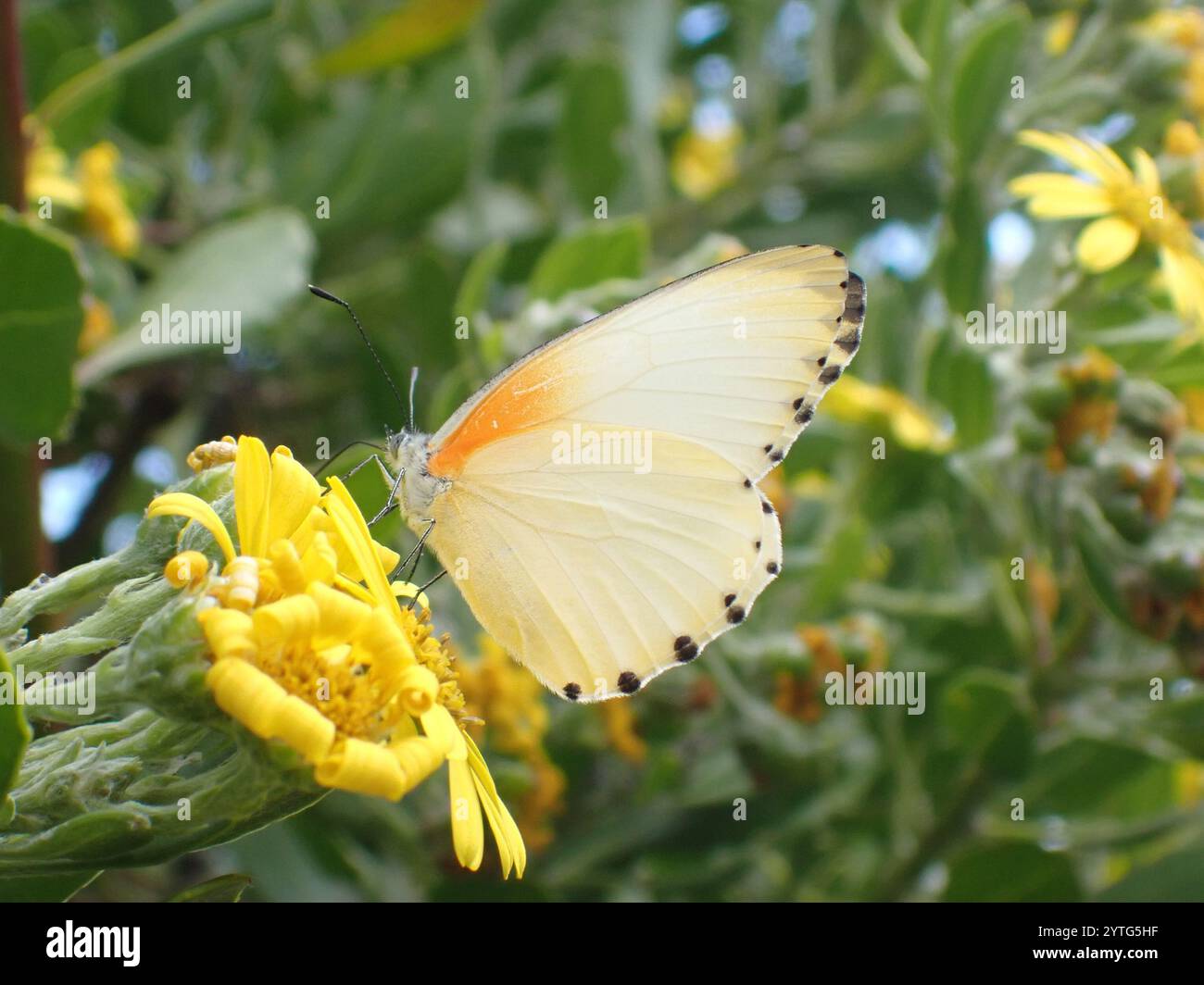 Common Dotted Border (Mylothris agathina agathina Stock Photo - Alamy