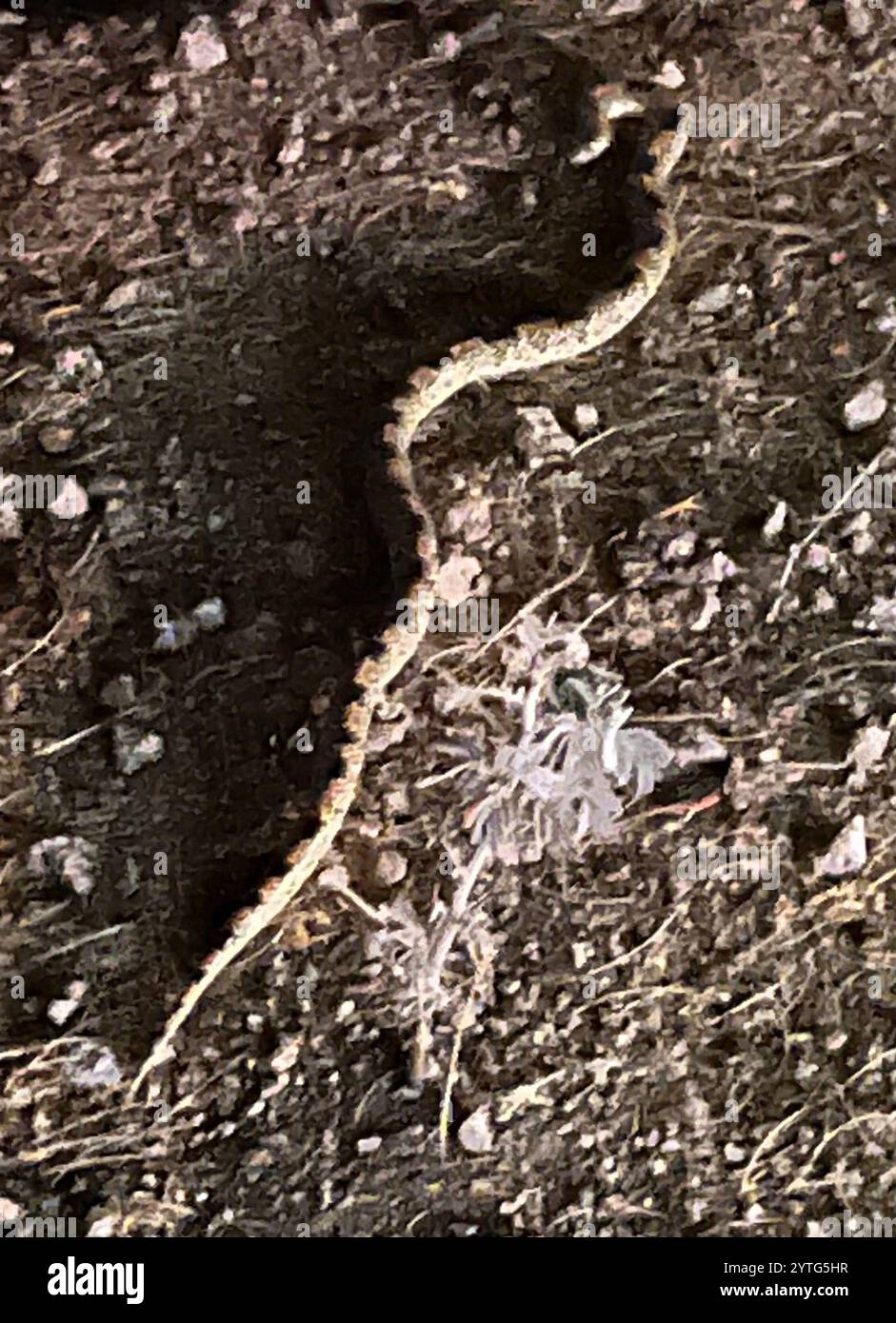 Long-nosed Snake (Rhinocheilus lecontei Stock Photo - Alamy