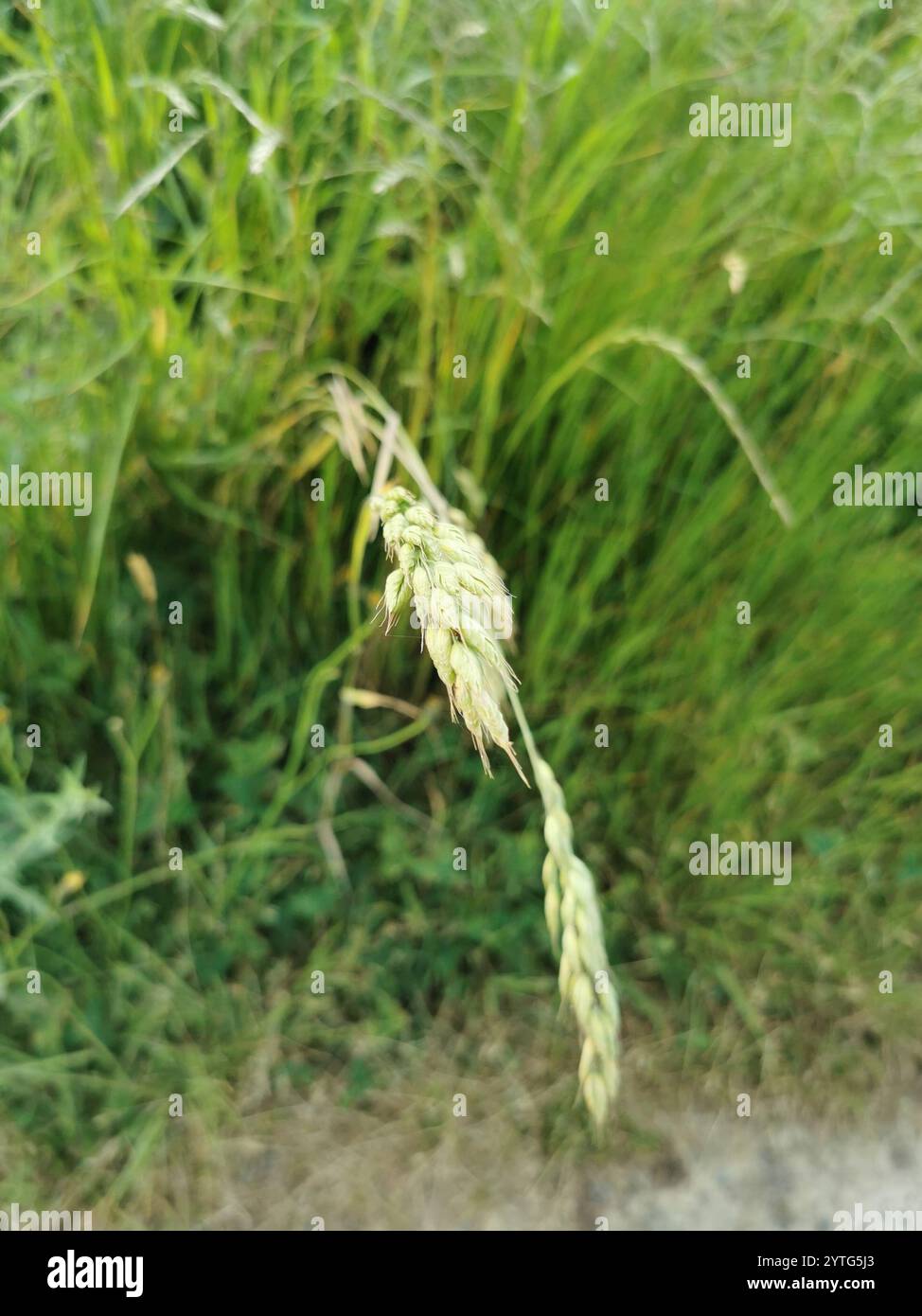 common soft brome (Bromus hordeaceus Stock Photo - Alamy