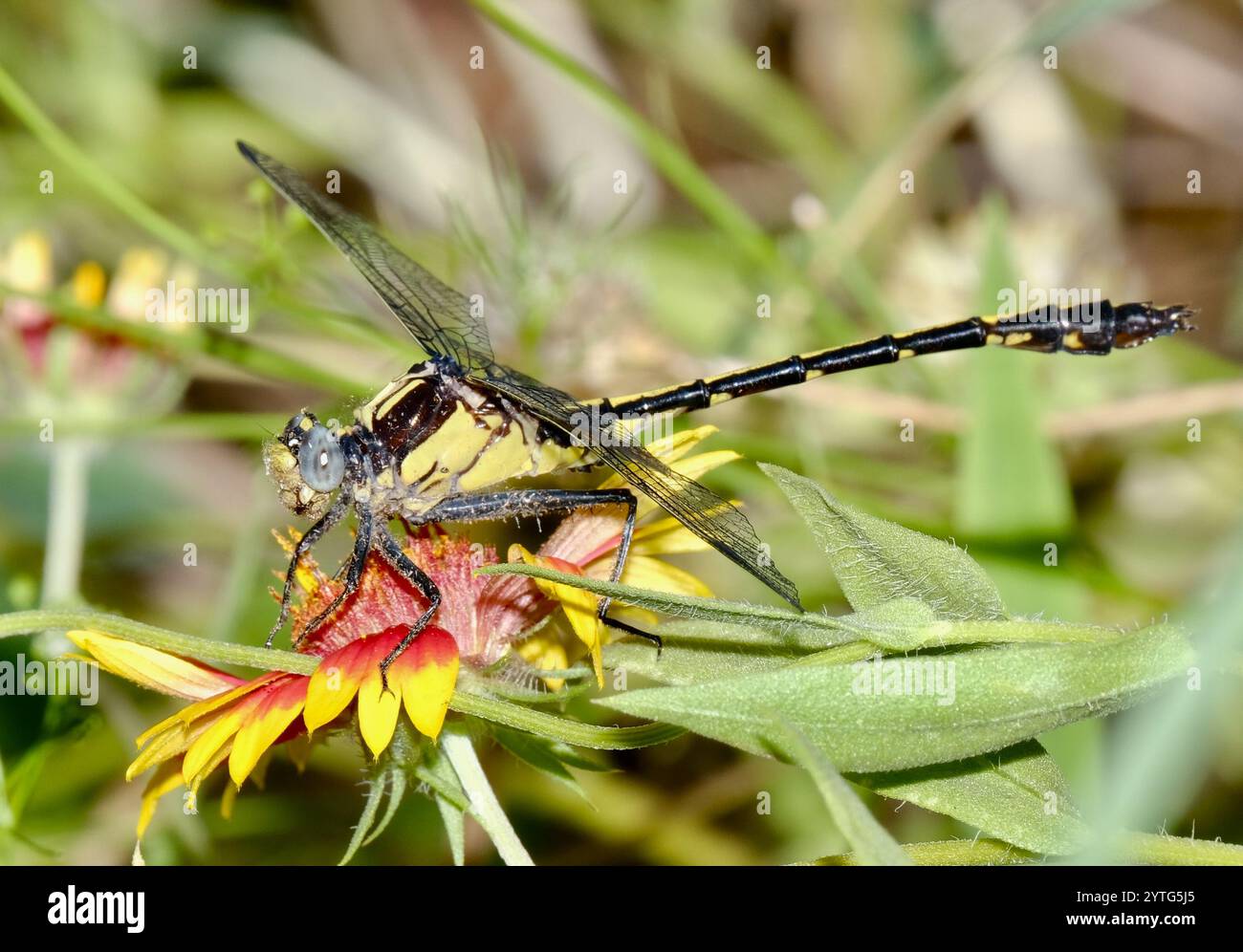 Black-shouldered Spinyleg (Dromogomphus spinosus Stock Photo - Alamy