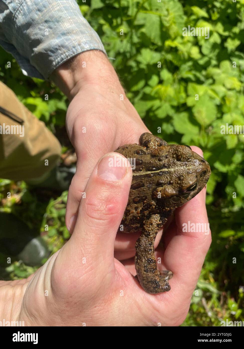 Western Toad (Anaxyrus boreas Stock Photo - Alamy