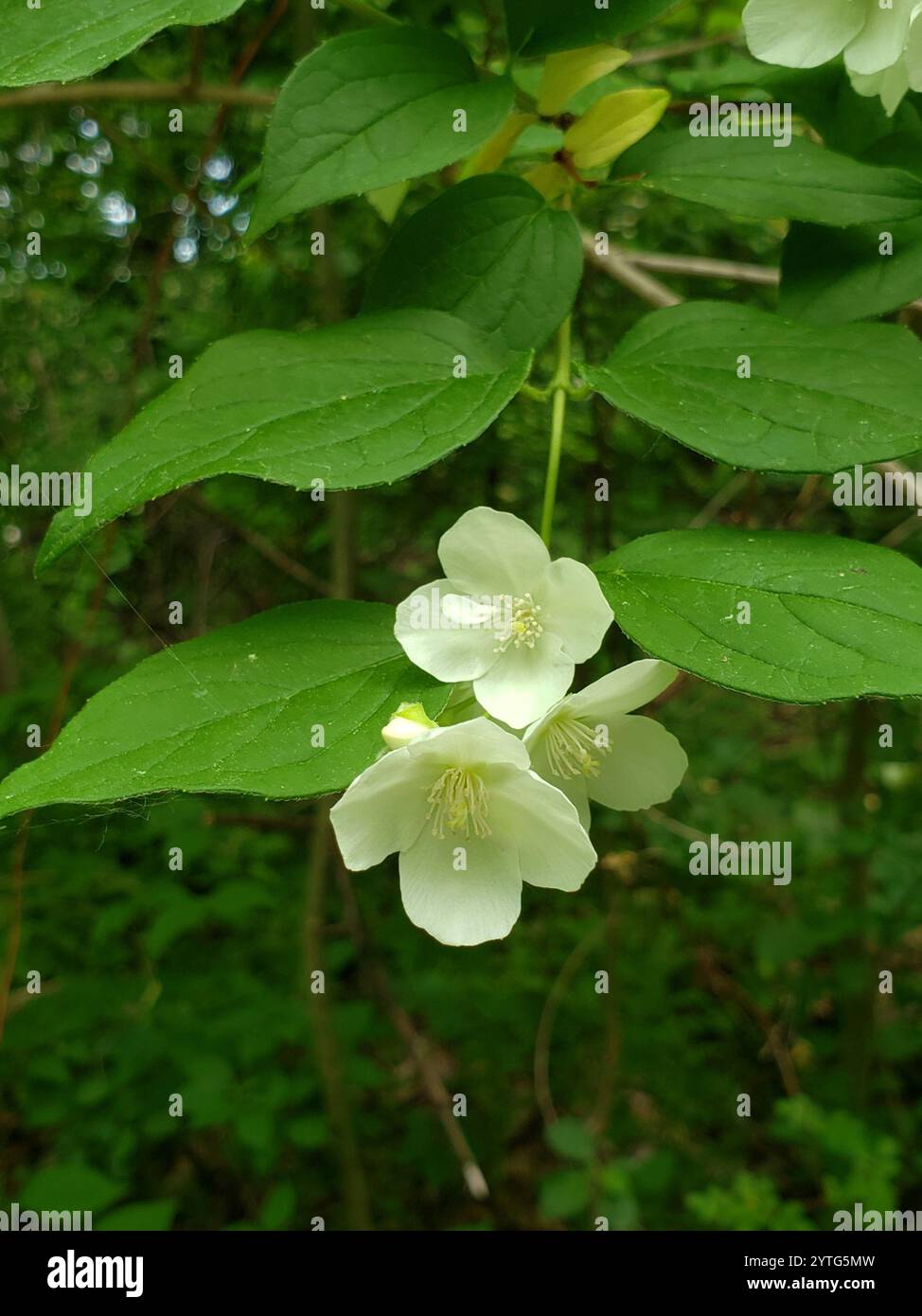 Scentless Mock Orange (Philadelphus inodorus Stock Photo - Alamy