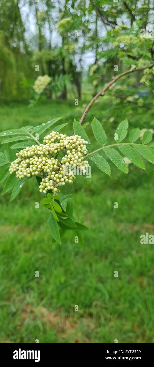 European mountain ash (Sorbus aucuparia Stock Photo - Alamy