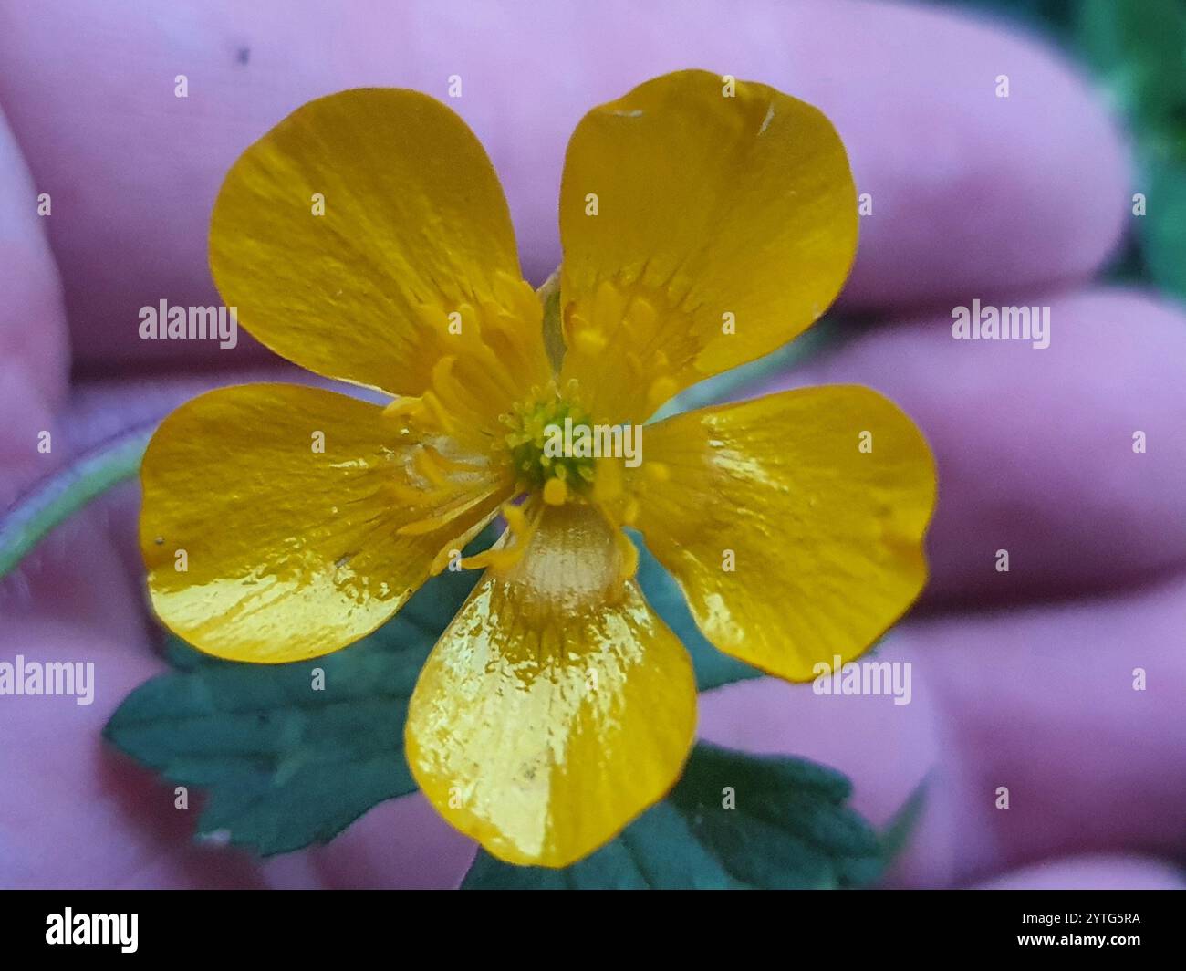 Creeping buttercup (Ranunculus repens Stock Photo - Alamy