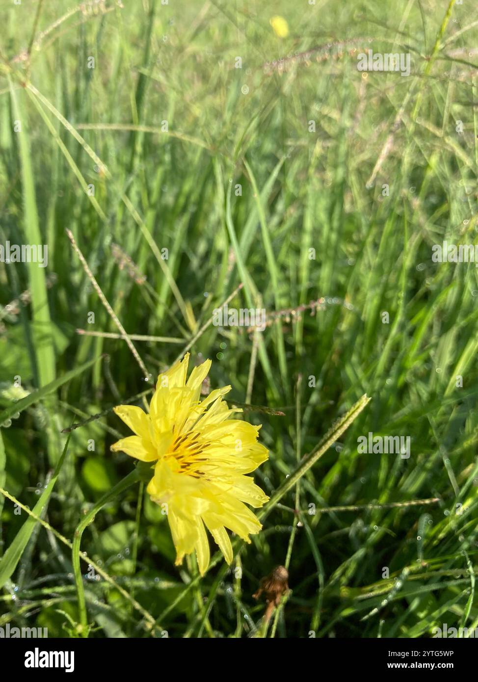 smallflower desert-chicory (Pyrrhopappus pauciflorus Stock Photo - Alamy