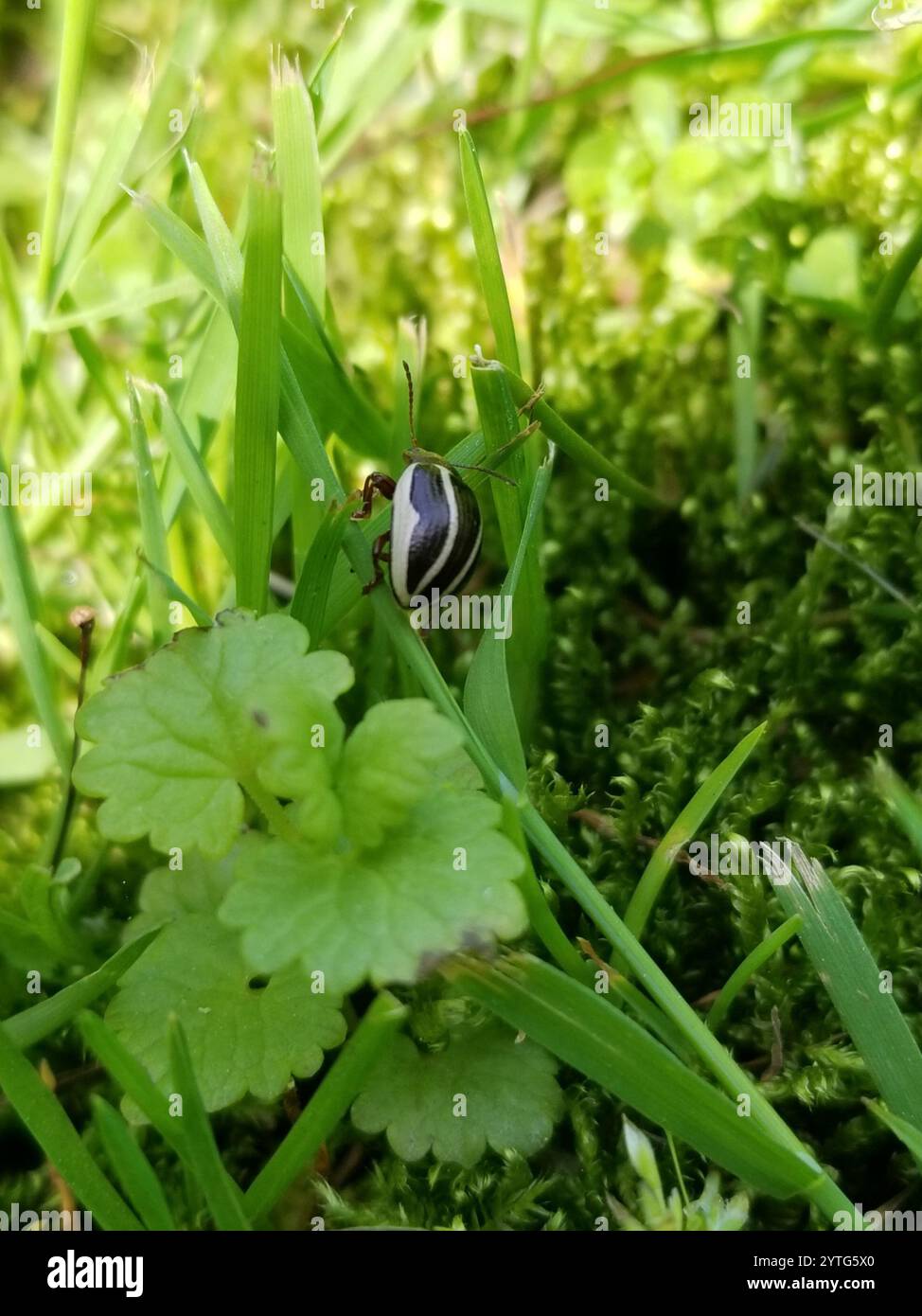 Coreopsis Beetle (Calligrapha californica Stock Photo - Alamy