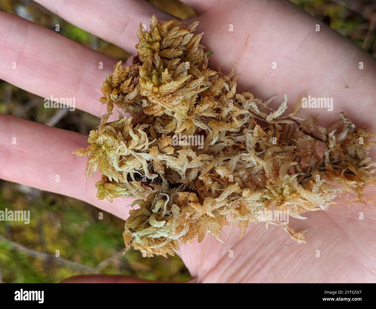 Papillose peatmoss hi-res stock photography and images - Alamy