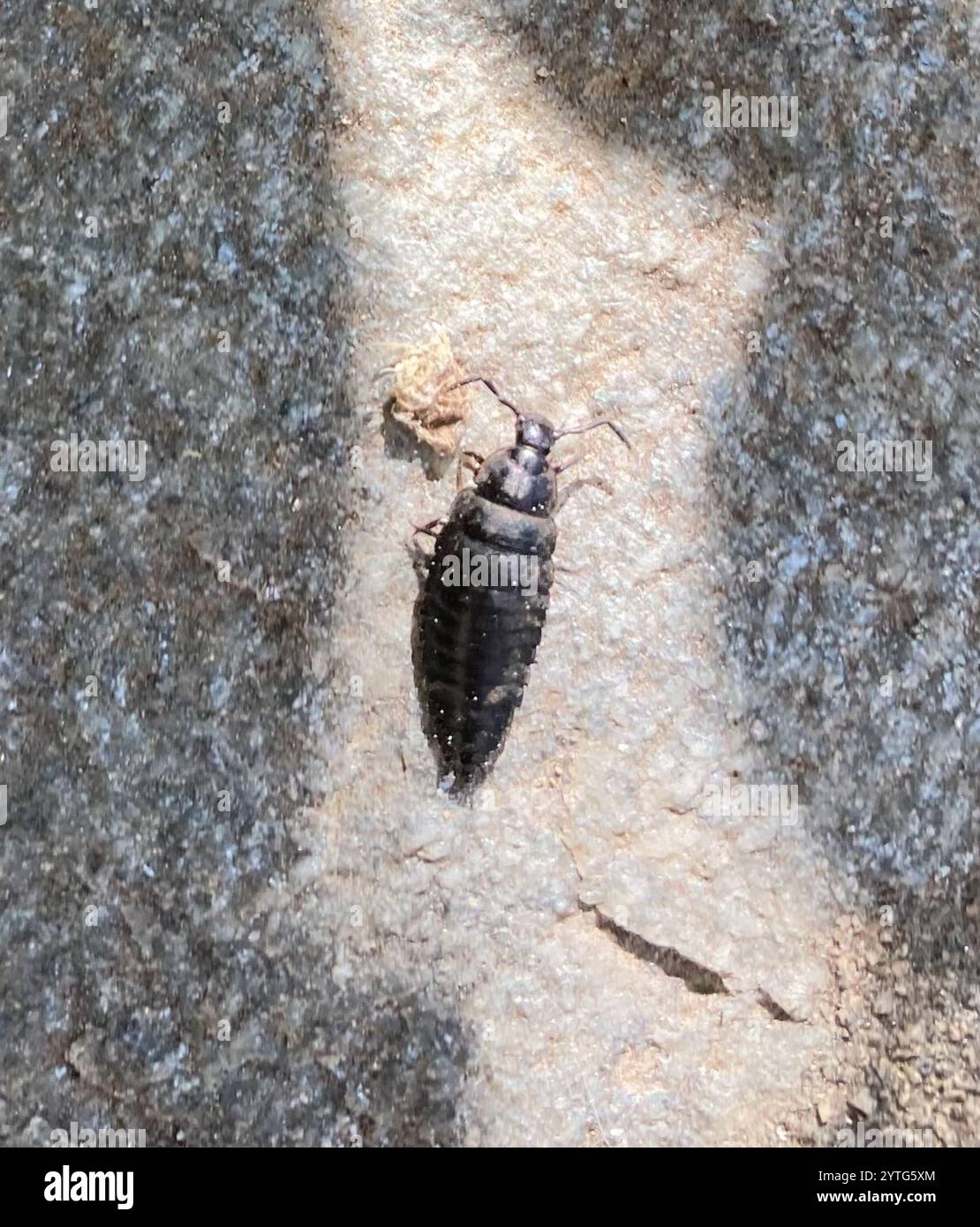 Burying and Carrion Beetles (Silphidae Stock Photo - Alamy