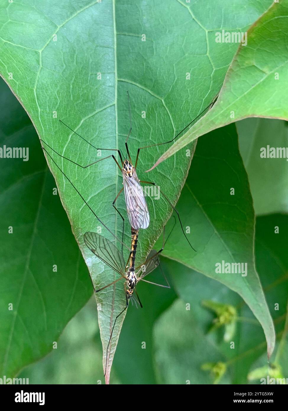 Spotted Cranefly (Nephrotoma appendiculata Stock Photo - Alamy