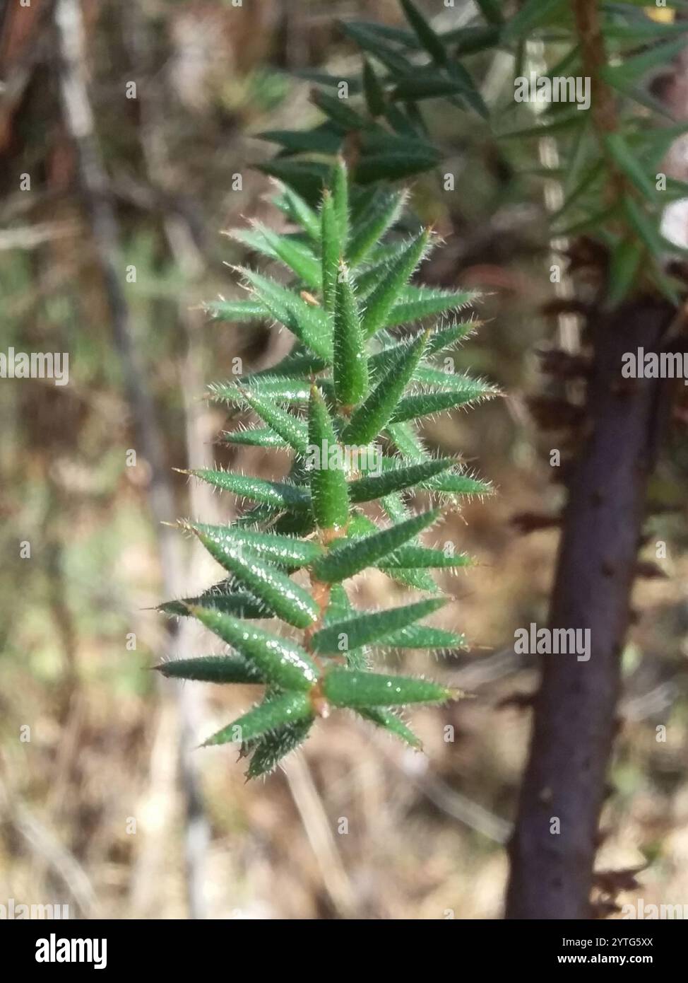 Mount Lofty Ground-berry (Acrotriche fasciculiflora Stock Photo - Alamy