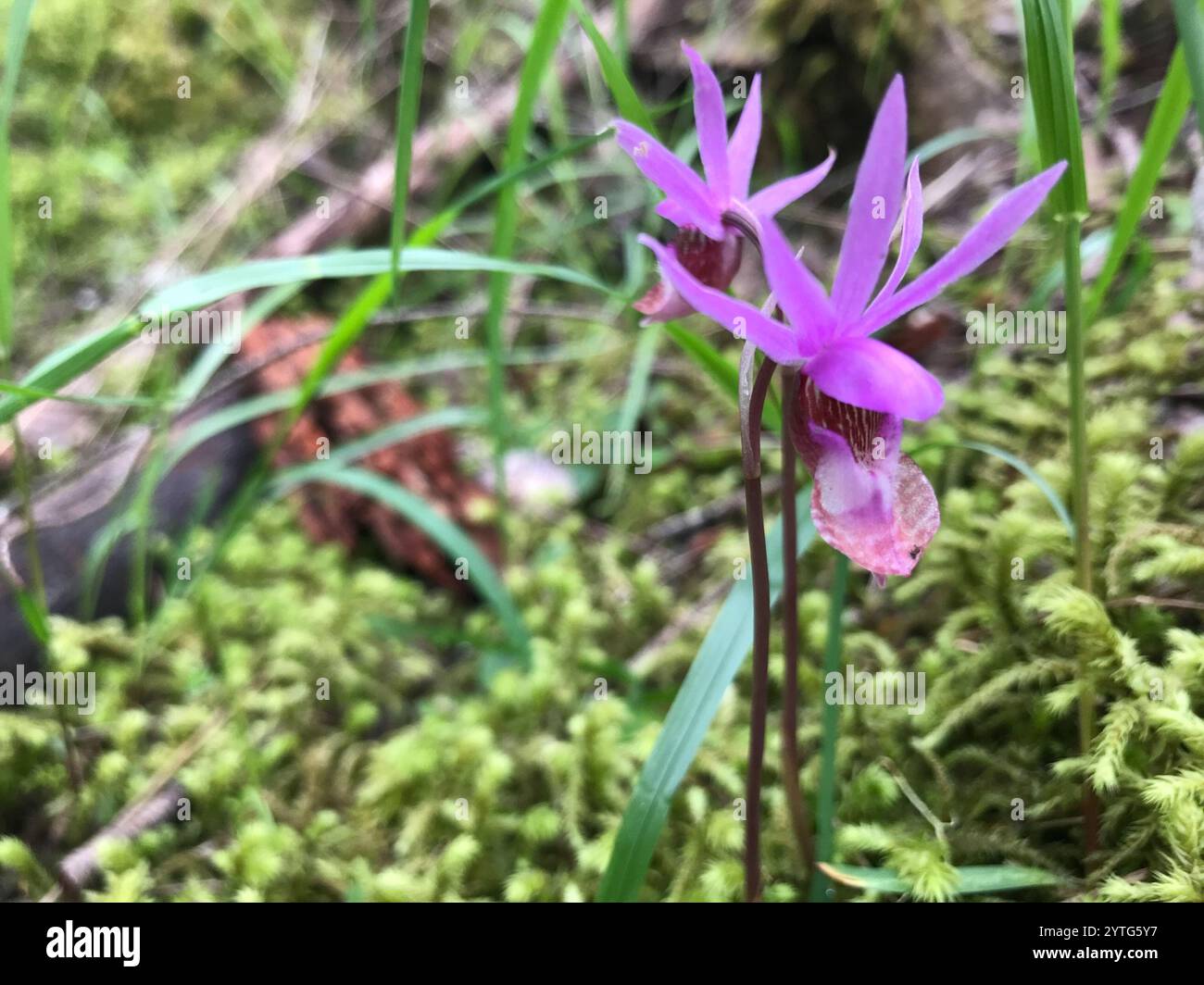 Western Fairy-slipper (Calypso bulbosa occidentalis Stock Photo - Alamy