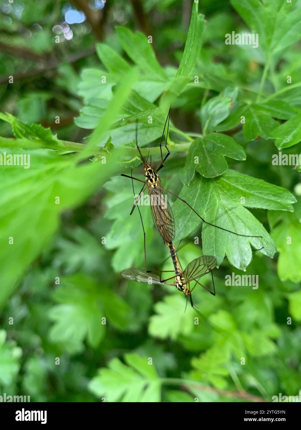 Spotted Cranefly (Nephrotoma appendiculata Stock Photo - Alamy