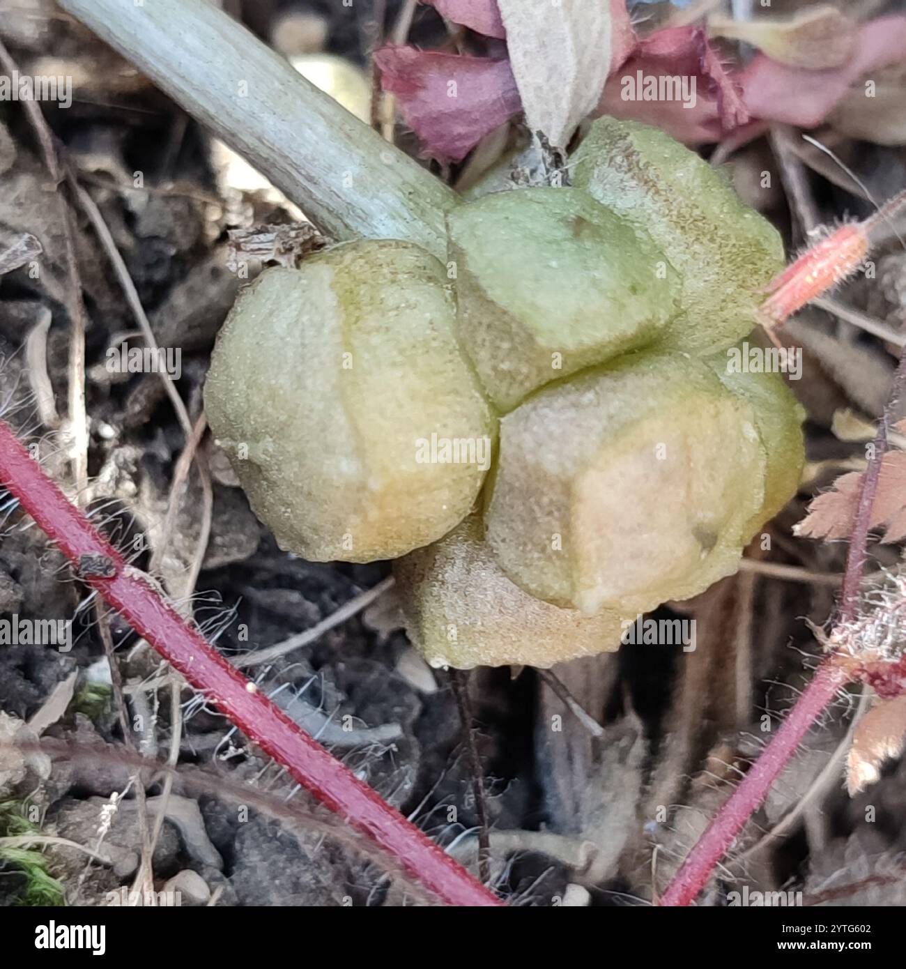 Friar's-cowl (Arisarum vulgare Stock Photo - Alamy