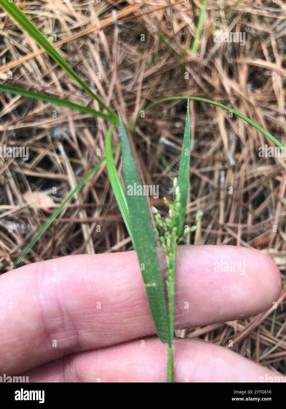 Panicgrass hi-res stock photography and images - Alamy