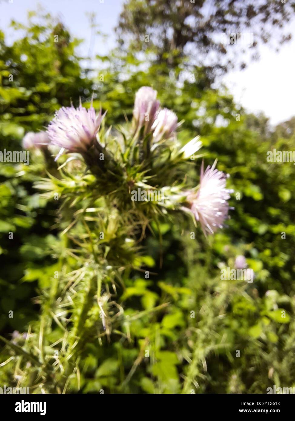 Slender Thistle (Carduus tenuiflorus Stock Photo - Alamy