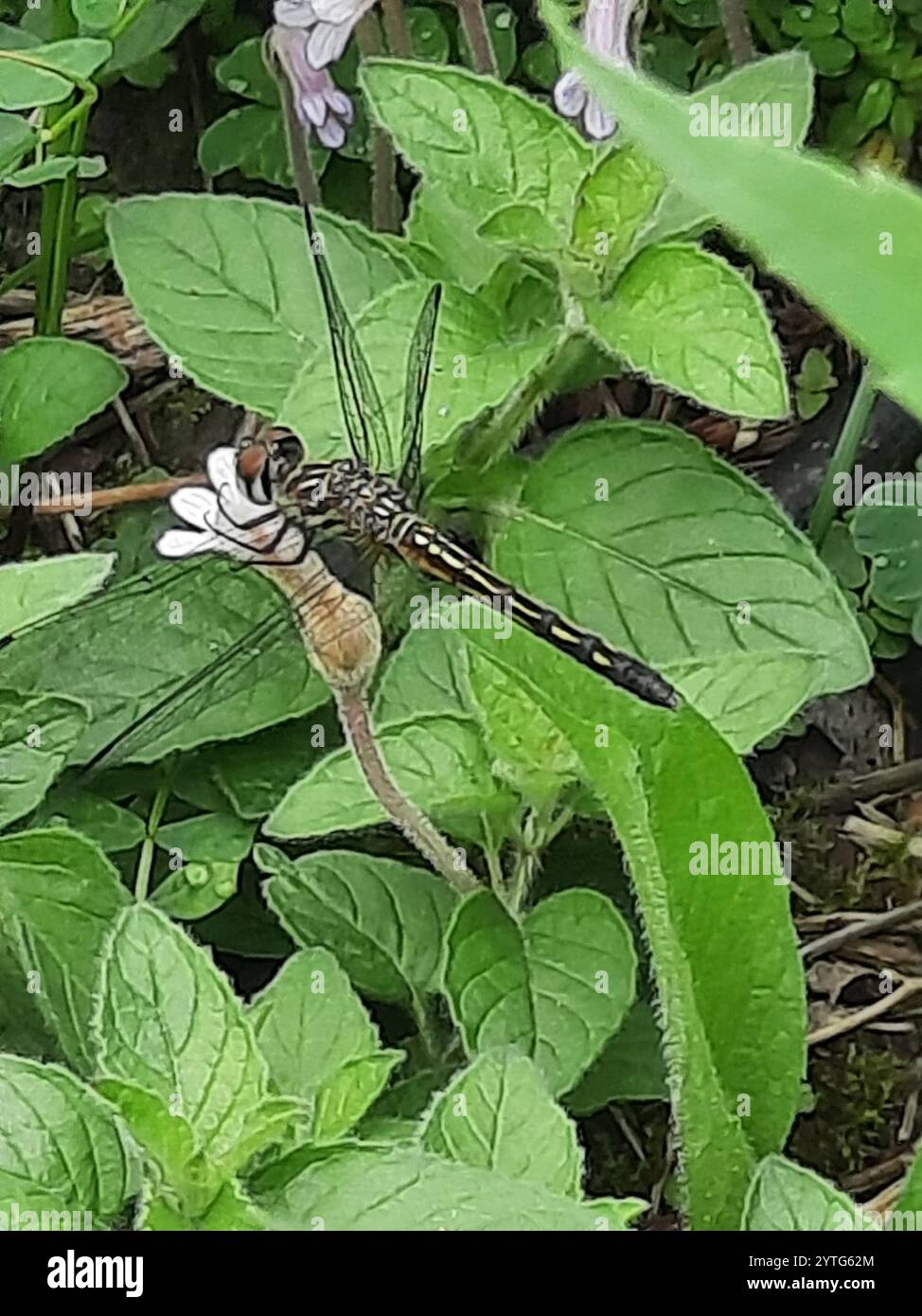 Blue Dasher (Pachydiplax longipennis Stock Photo - Alamy