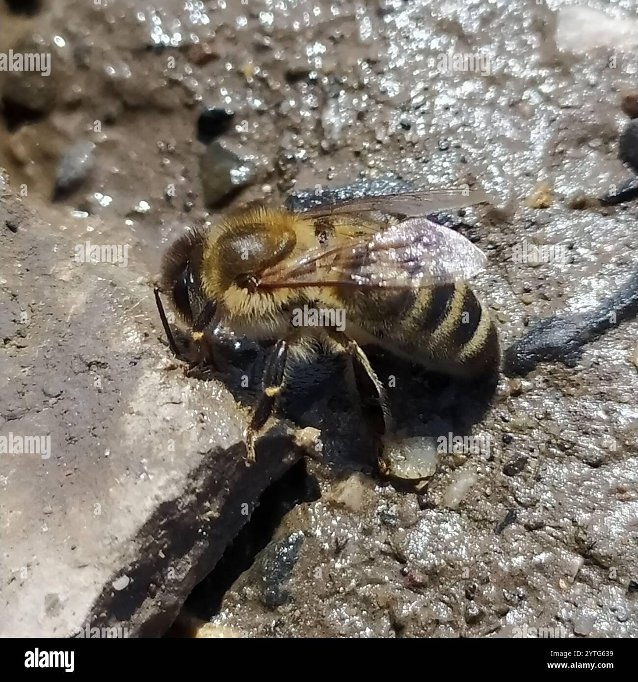 Western Honey Bee (Apis mellifera Stock Photo - Alamy