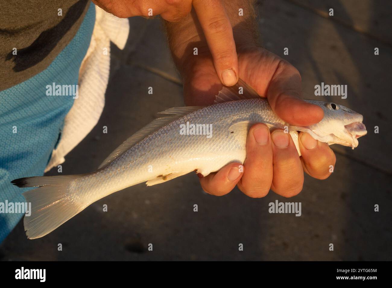 Gulf Kingcroaker (Menticirrhus littoralis Stock Photo - Alamy