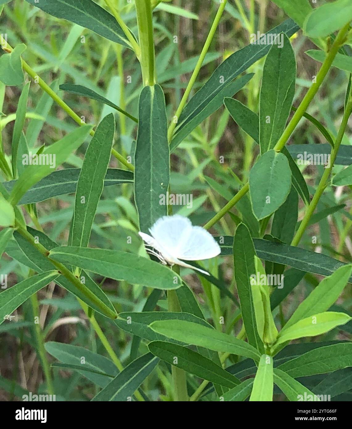 White Spring Moth (Lomographa vestaliata Stock Photo - Alamy