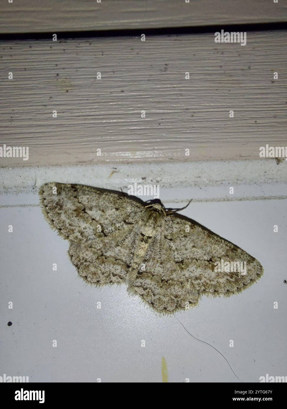 Small Engrailed (Ectropis crepuscularia Stock Photo - Alamy