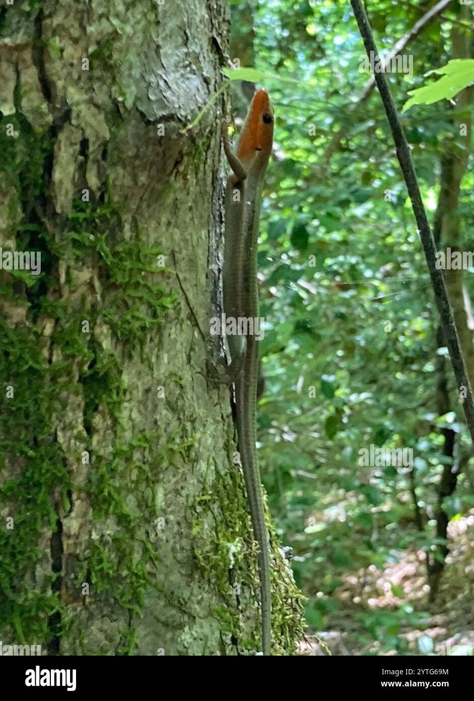 Common Five-lined Skink (Plestiodon fasciatus Stock Photo - Alamy