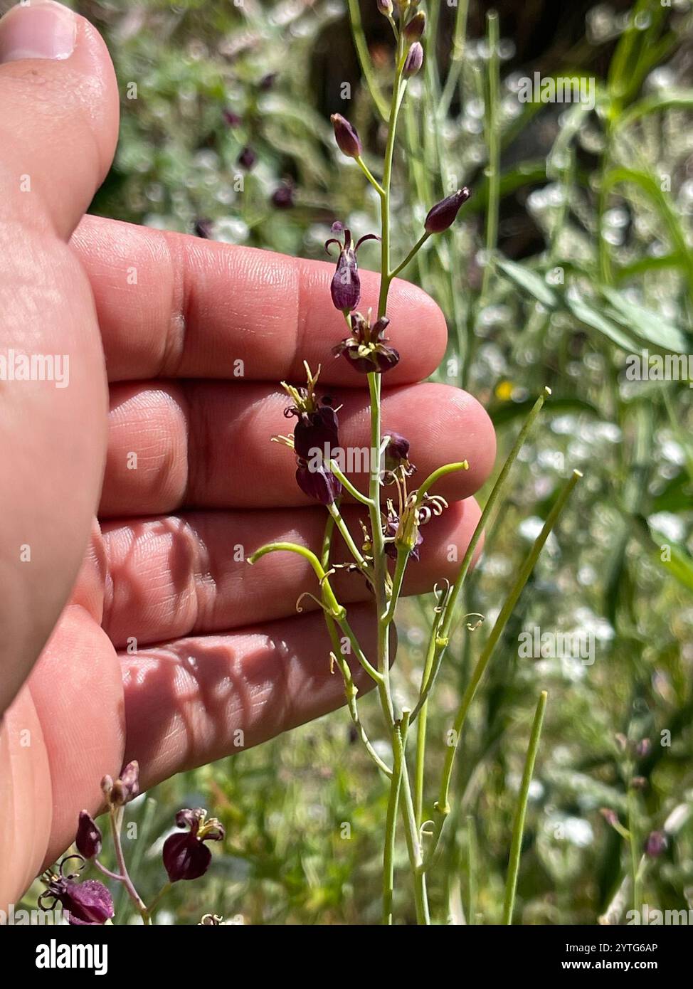 Claspingleaf Wild Cabbage (Caulanthus amplexicaulis Stock Photo - Alamy