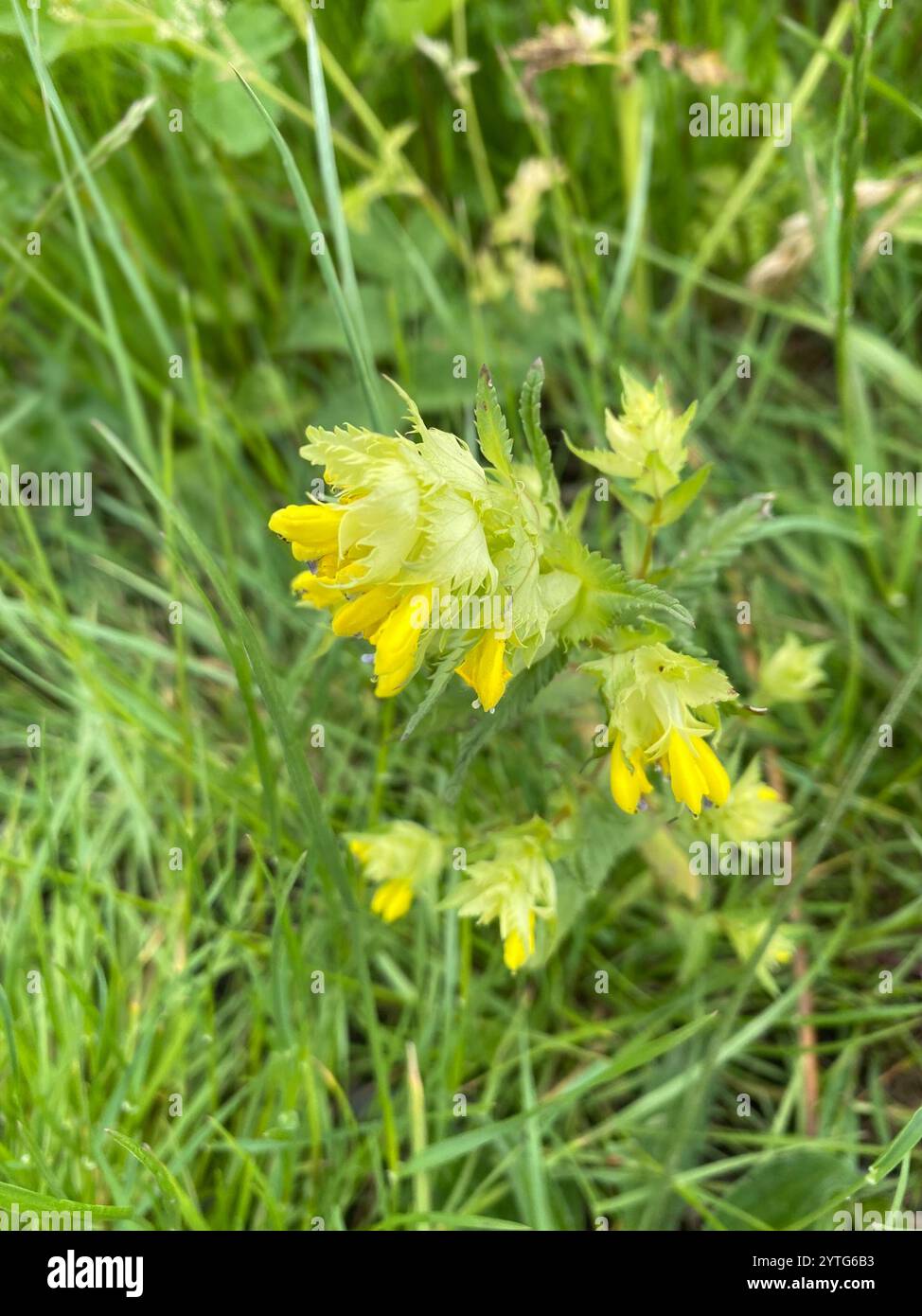 Greater Yellow-rattle (Rhinanthus serotinus Stock Photo - Alamy