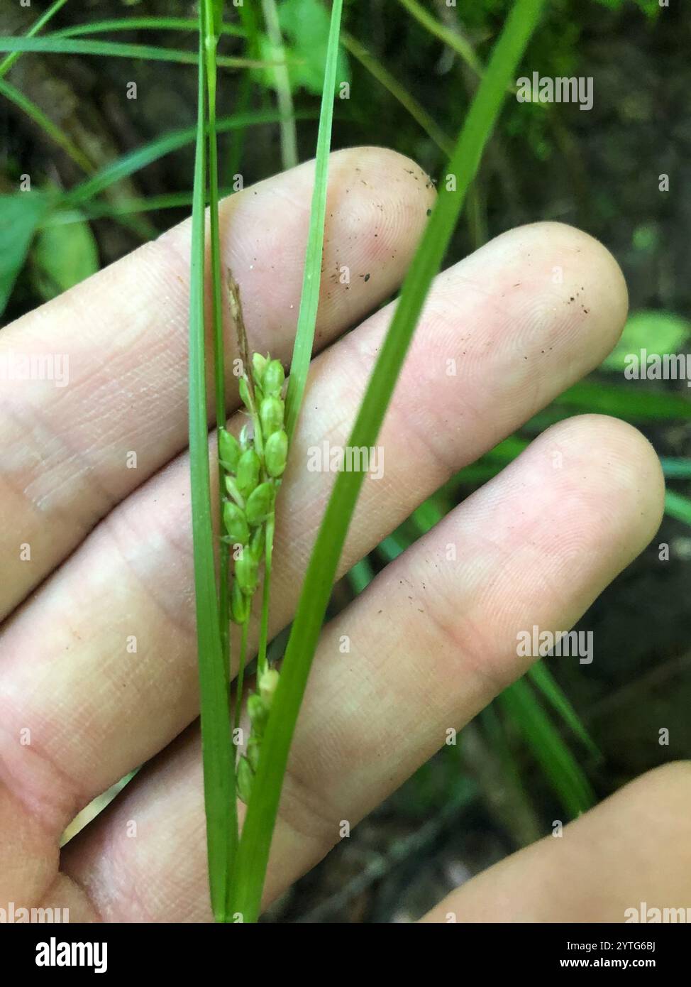 Prune-fruit Sedge (Carex corrugata Stock Photo - Alamy