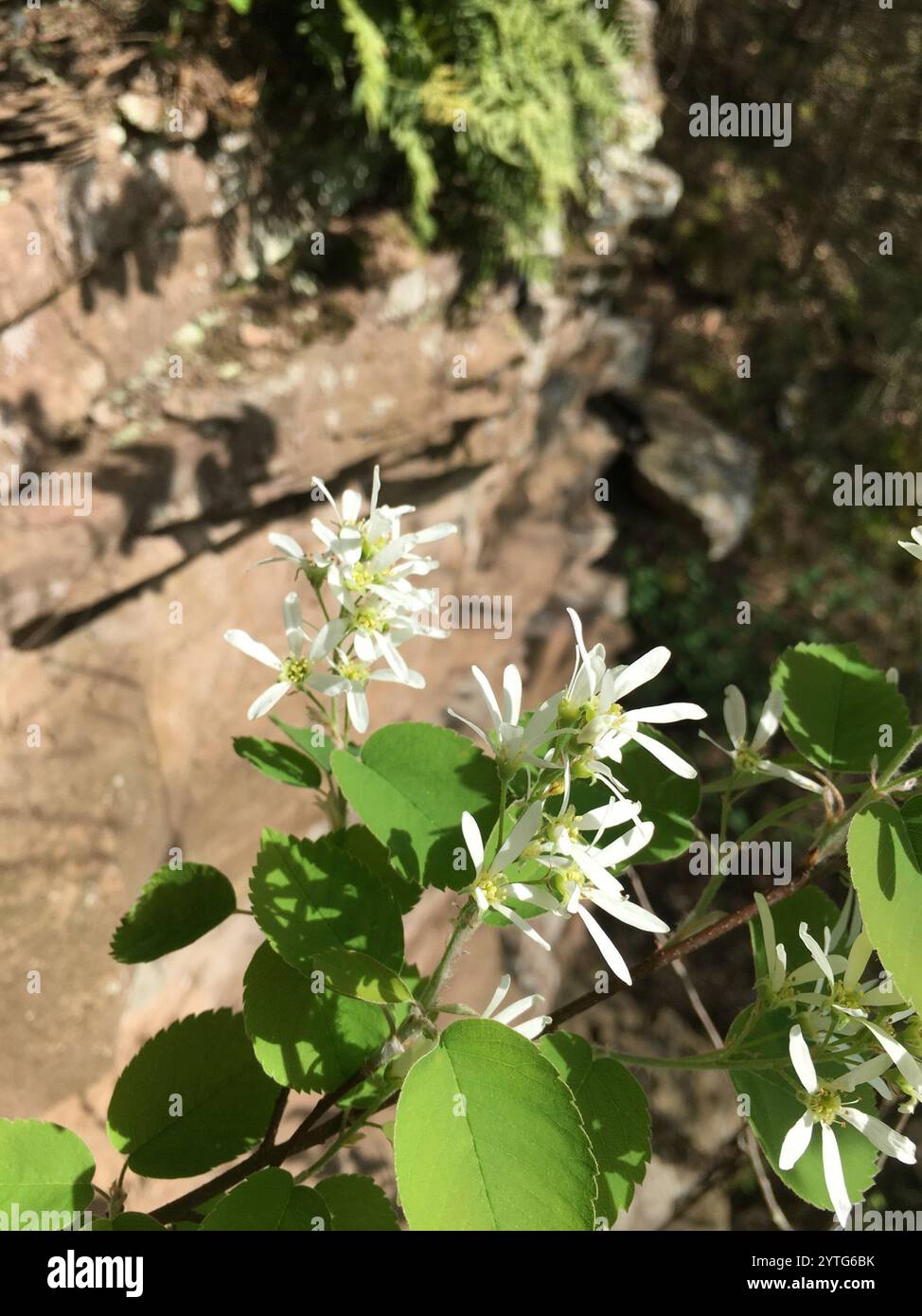 roundleaf shadbush (Amelanchier sanguinea Stock Photo - Alamy