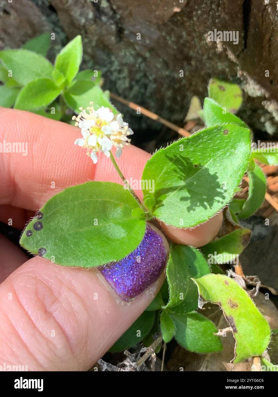 Whipplea hi-res stock photography and images - Alamy